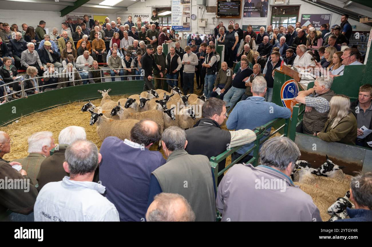 Sale of North of England mule gimmer lambs at Hawes, North Yorkshire ...