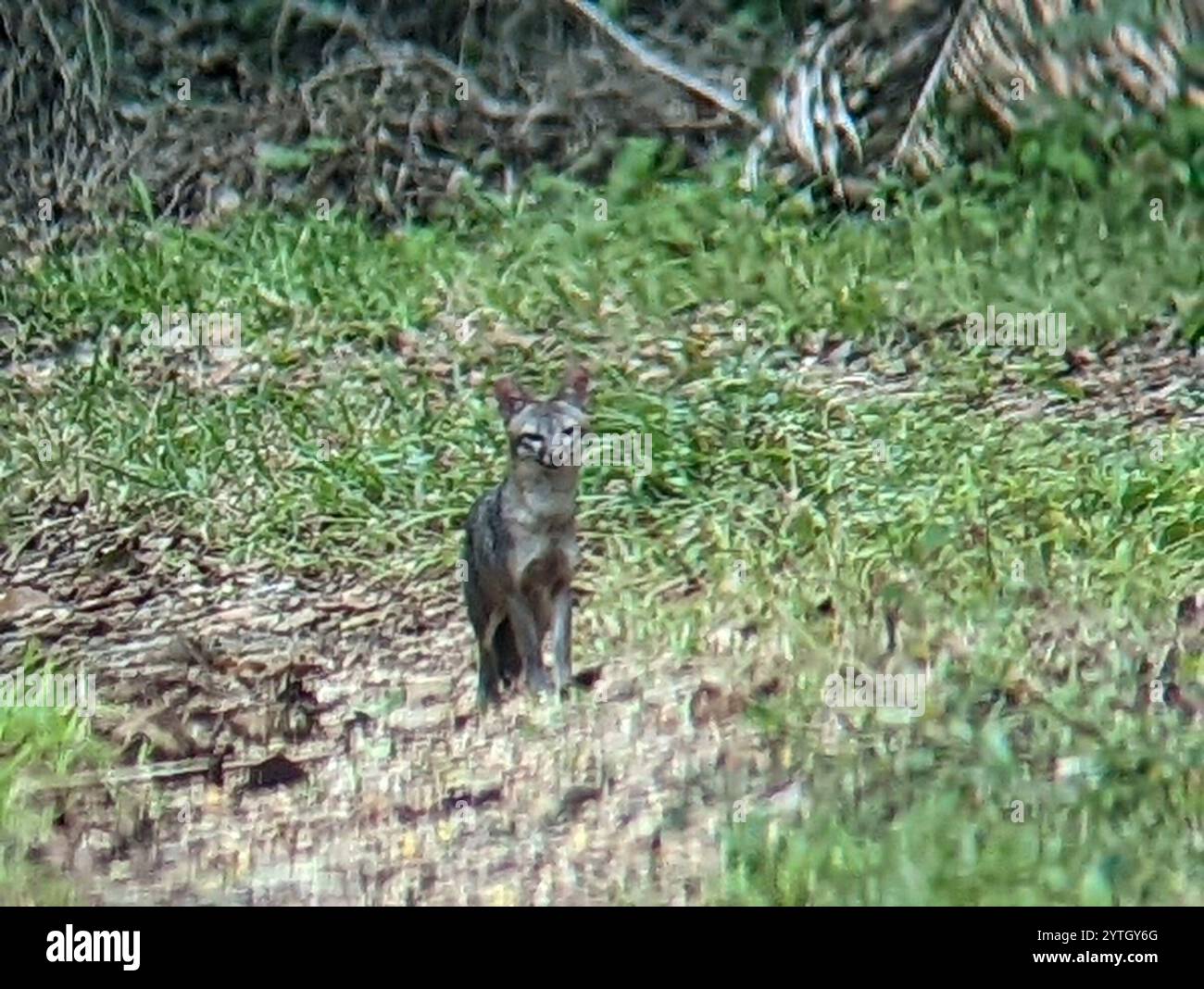 Gray Fox (Urocyon cinereoargenteus Stock Photo - Alamy