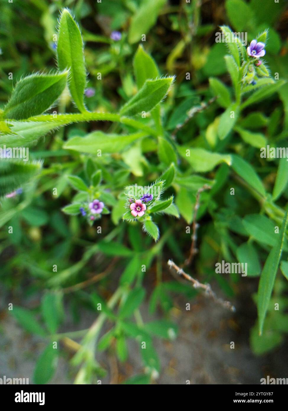 Asperugo procumbens hi-res stock photography and images - Alamy