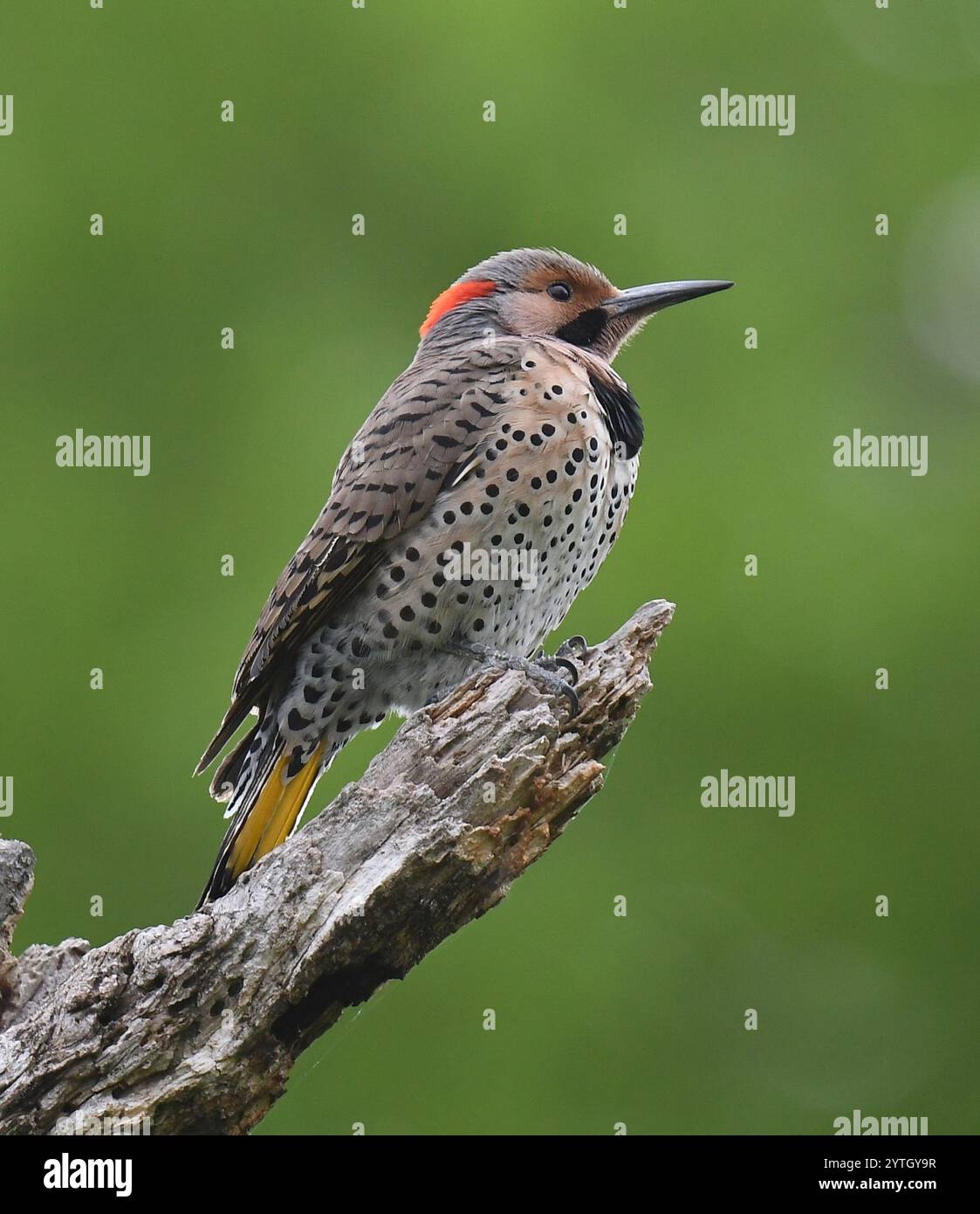 Northern Flicker (Colaptes auratus Stock Photo - Alamy