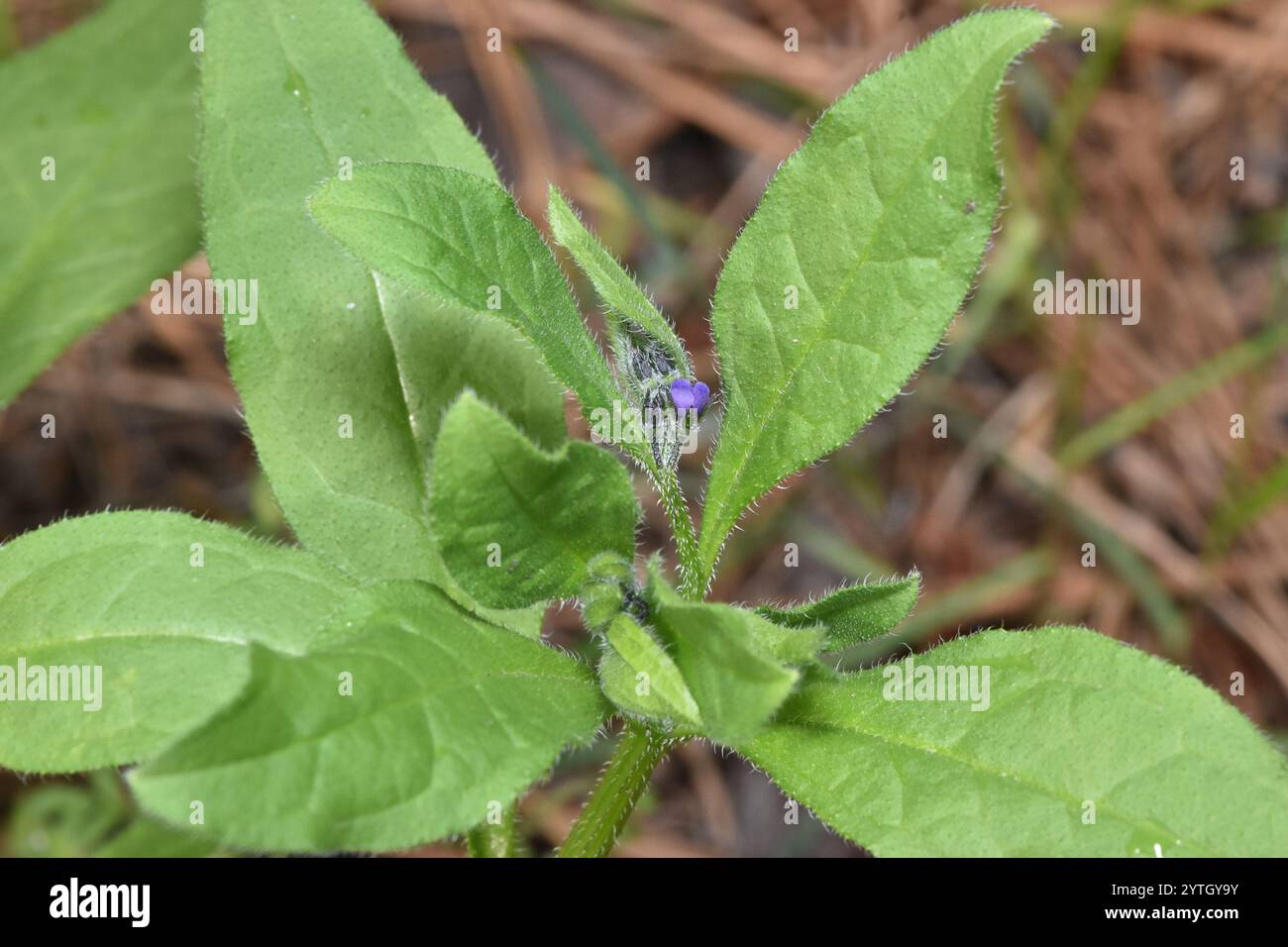 Asperugo procumbens hi-res stock photography and images - Alamy