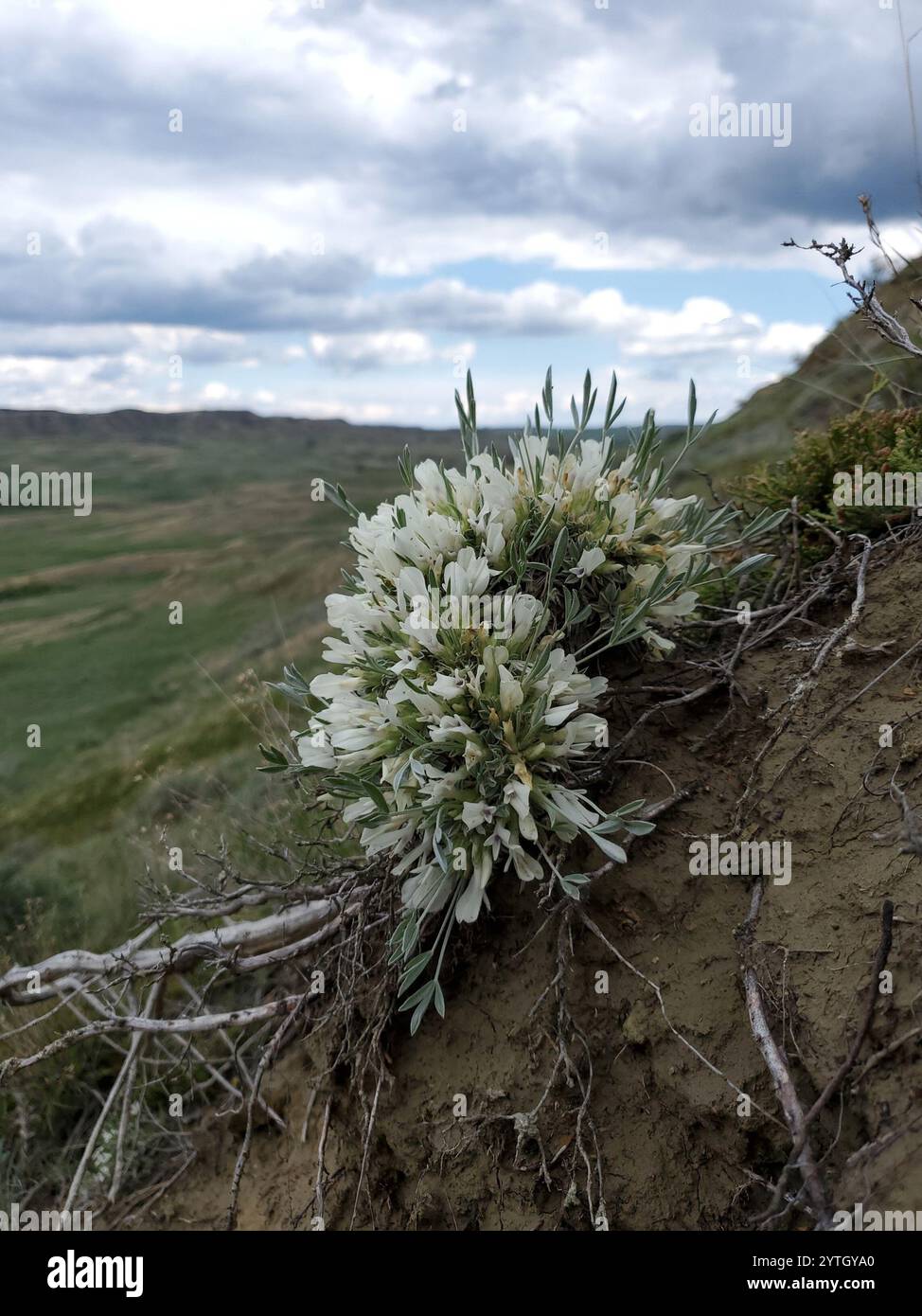 Threeleaf Milkvetch (Astragalus gilviflorus Stock Photo - Alamy