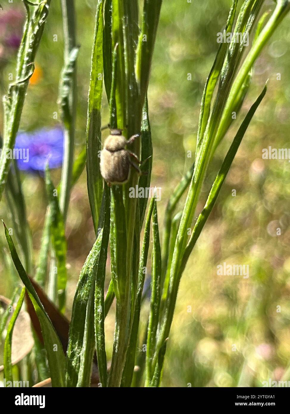 Grapevine Hoplia (Hoplia callipyge Stock Photo - Alamy