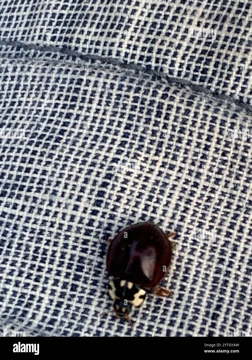 Fifteen-spotted Lady Beetle (Anatis labiculata Stock Photo - Alamy