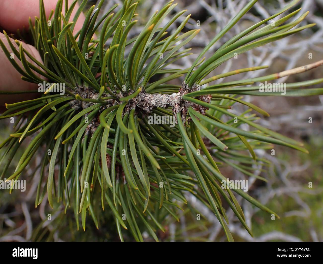Shore Pine (Pinus contorta contorta Stock Photo - Alamy