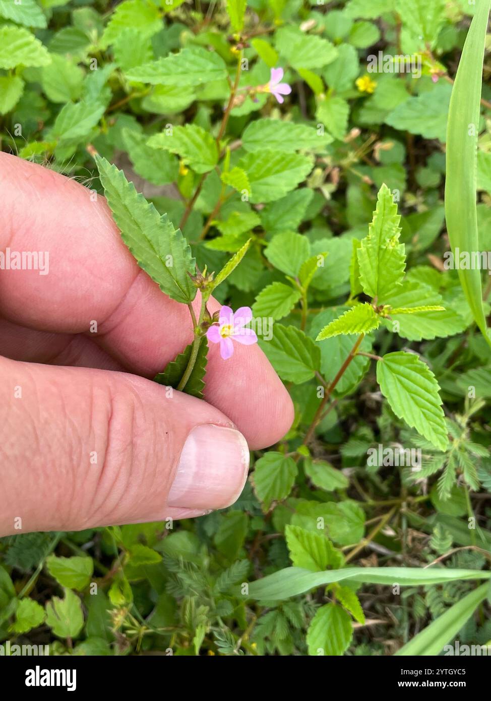 Pyramid Flower (Melochia pyramidata Stock Photo - Alamy