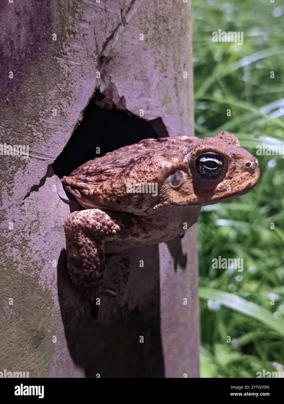 Giant Toad (Rhinella horribilis Stock Photo - Alamy