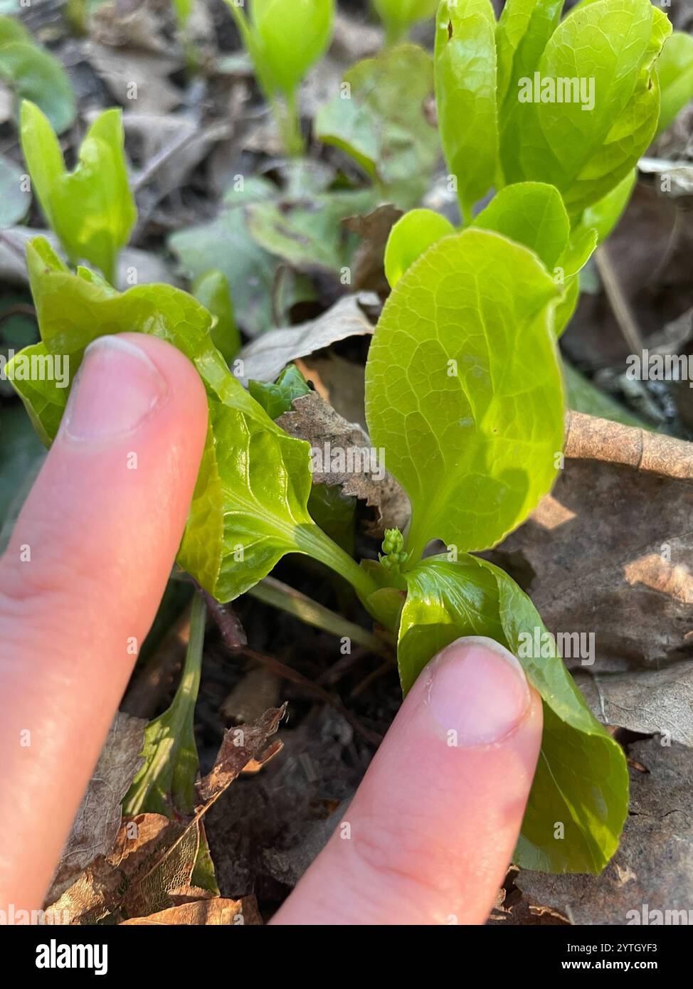 shinleaf (Pyrola elliptica Stock Photo - Alamy