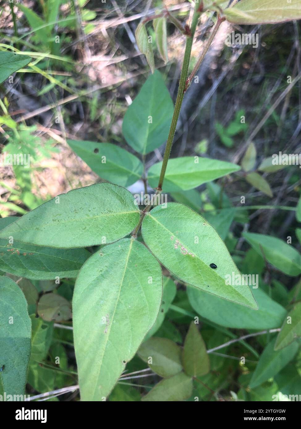 tall tick-trefoil (Desmodium glabellum Stock Photo - Alamy