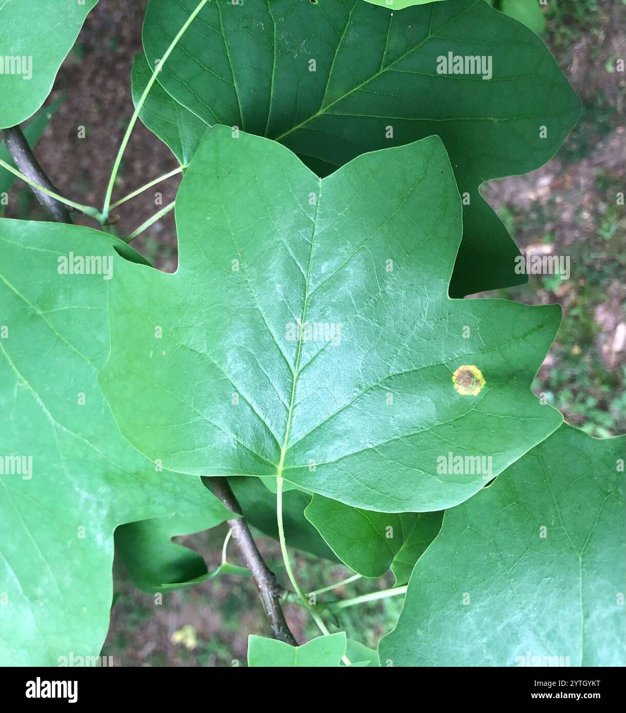 tulip tree leaf spot gall midge (Resseliella liriodendri Stock Photo ...