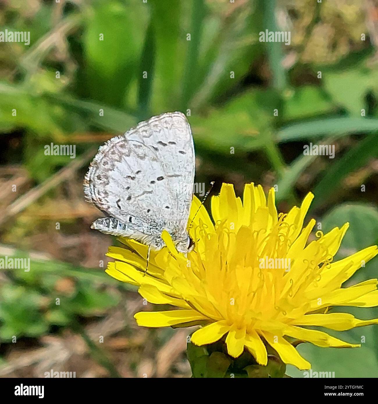 Northern Azure (Celastrina lucia Stock Photo - Alamy