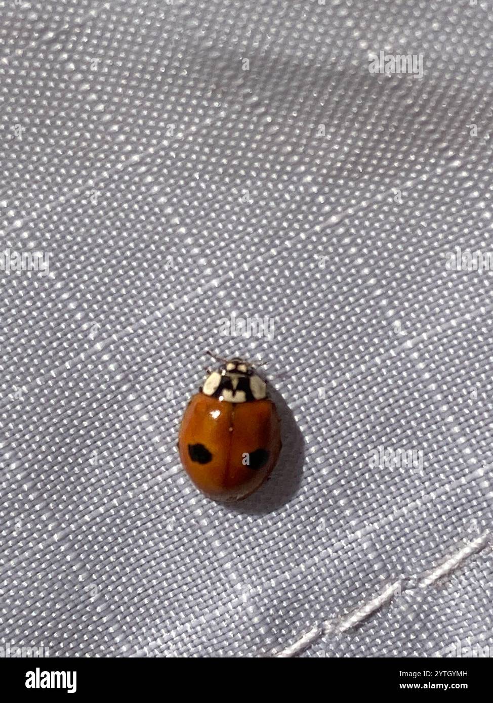 Two-spotted Lady Beetle (Adalia bipunctata Stock Photo - Alamy