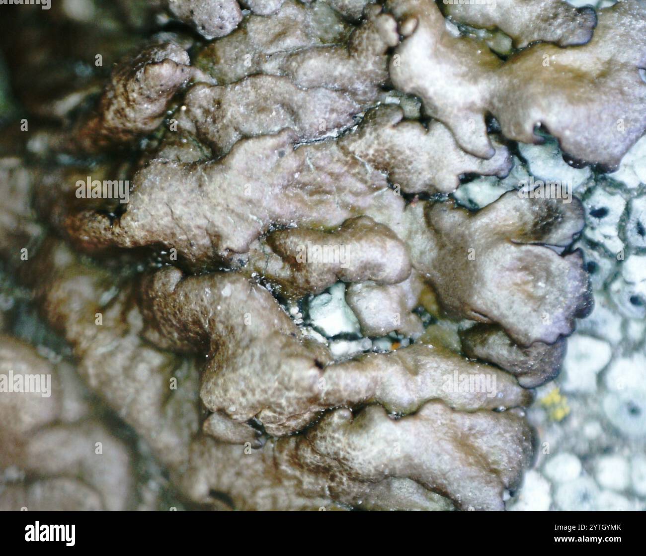 Brown Rock Shield Lichens (Neofuscelia Stock Photo - Alamy