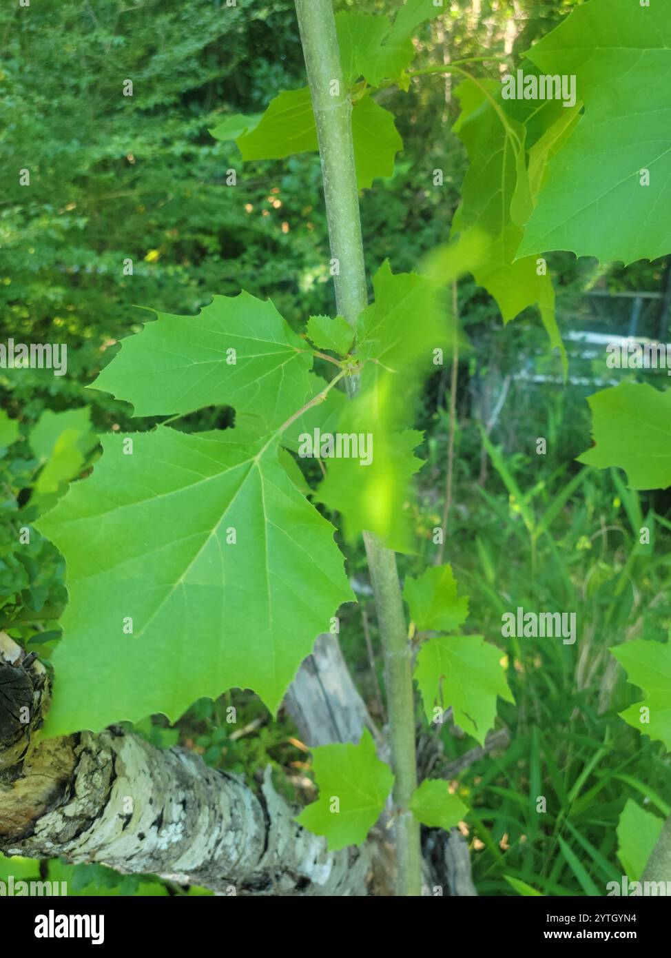 American sycamore (Platanus occidentalis Stock Photo - Alamy