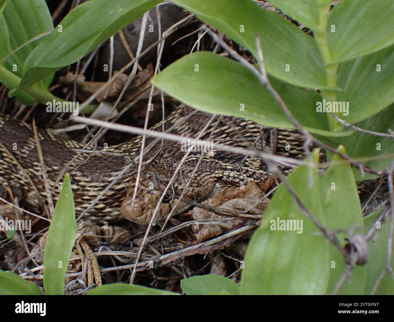 Great Basin Gopher Snake Pituophis Catenifer Deserticola Stock Photo
