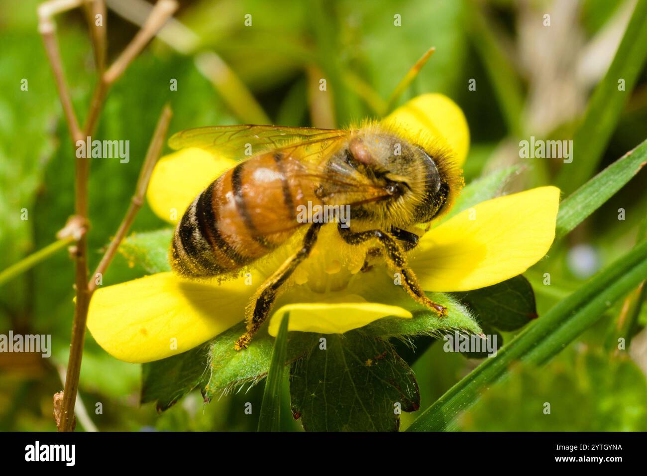Western Honey Bee (Apis mellifera Stock Photo - Alamy
