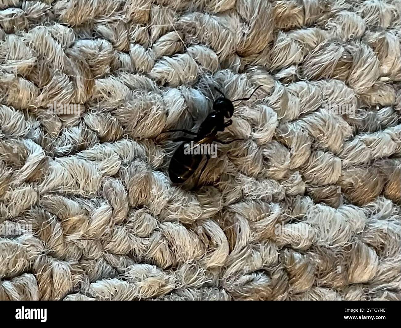 Eastern black carpenter ant hi-res stock photography and images - Alamy
