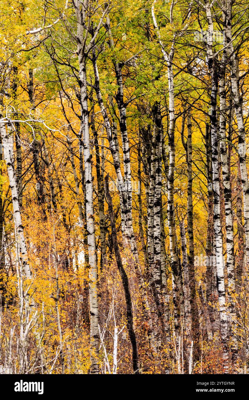 Canada tall trees hi-res stock photography and images - Alamy