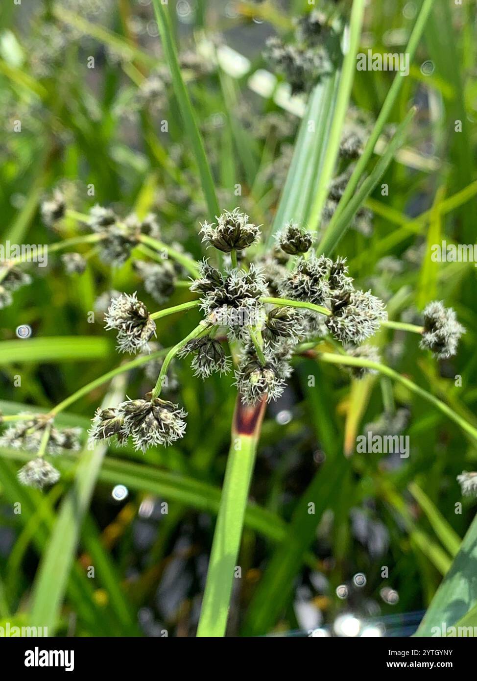 Panicled Bulrush (Scirpus microcarpus Stock Photo - Alamy