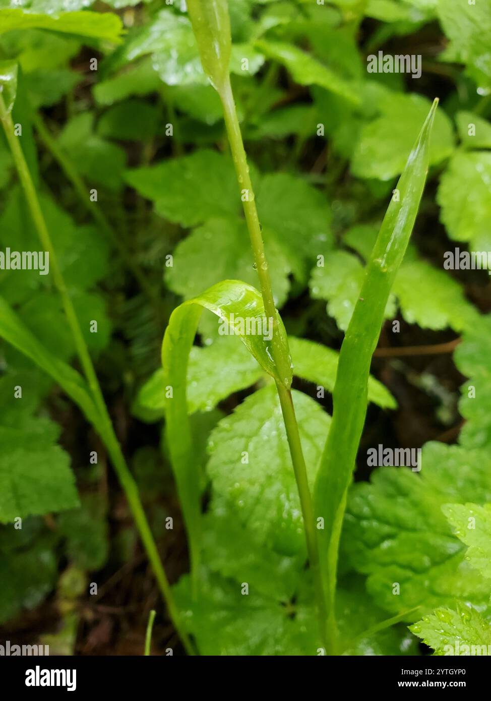 Small-flower Woodrush (Luzula parviflora Stock Photo - Alamy