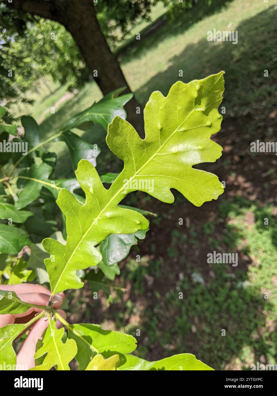 oak flake gall wasp (Neuroterus quercusverrucarum Stock Photo - Alamy