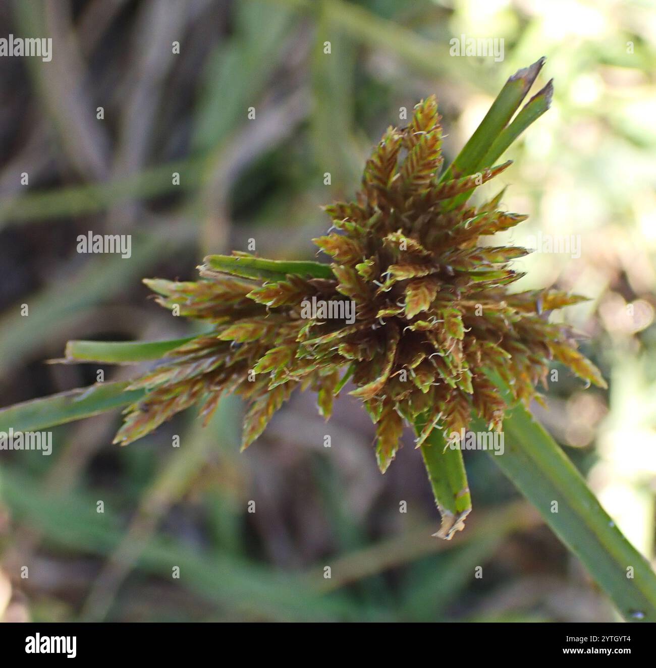 Bunchy flat-sedge (Cyperus polystachyos Stock Photo - Alamy