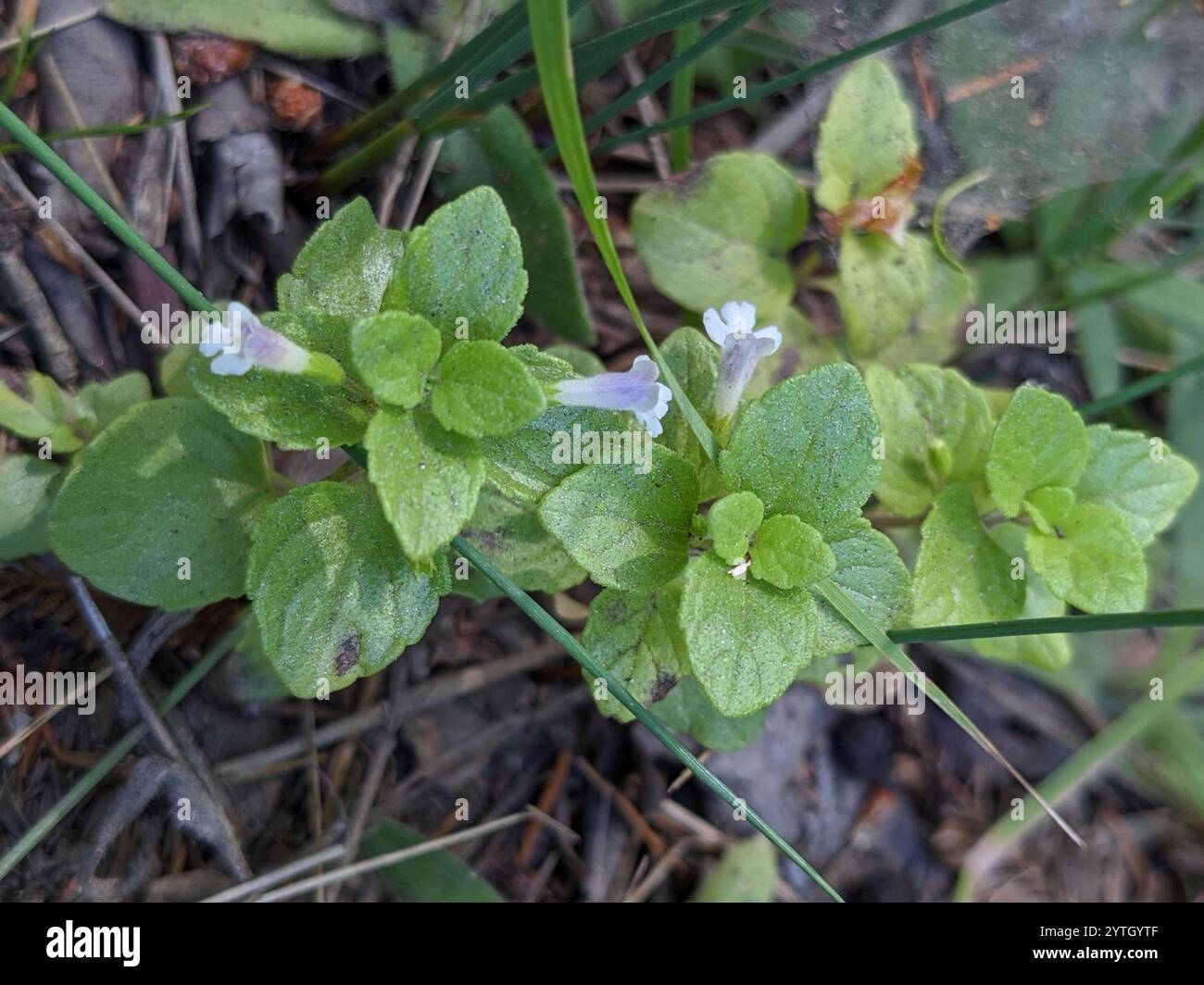 yerba buena (Clinopodium douglasii Stock Photo - Alamy