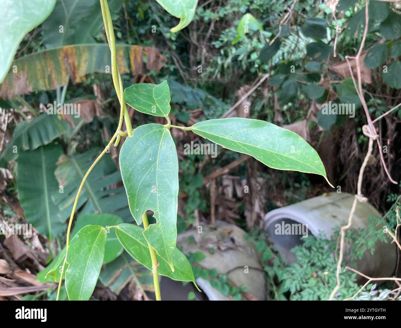 Ox eye bean hi-res stock photography and images - Alamy