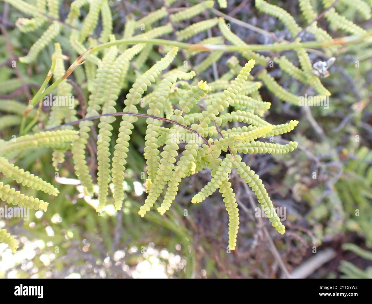 Coral Fern (Gleichenia polypodioides Stock Photo - Alamy