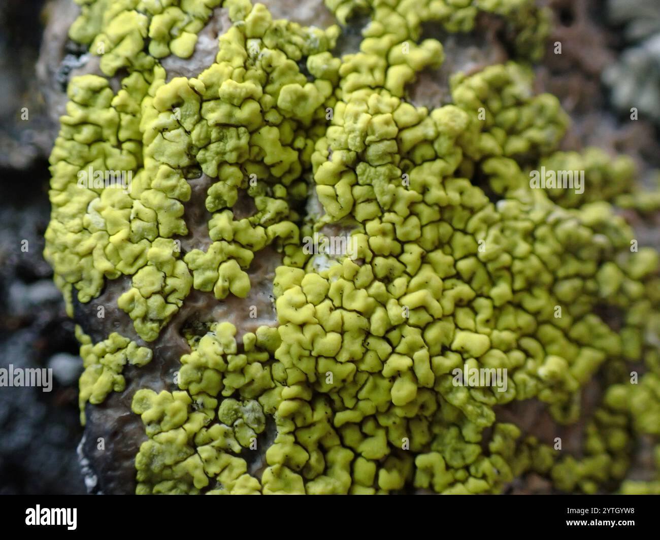 gold cobblestone lichen (Pleopsidium flavum Stock Photo - Alamy