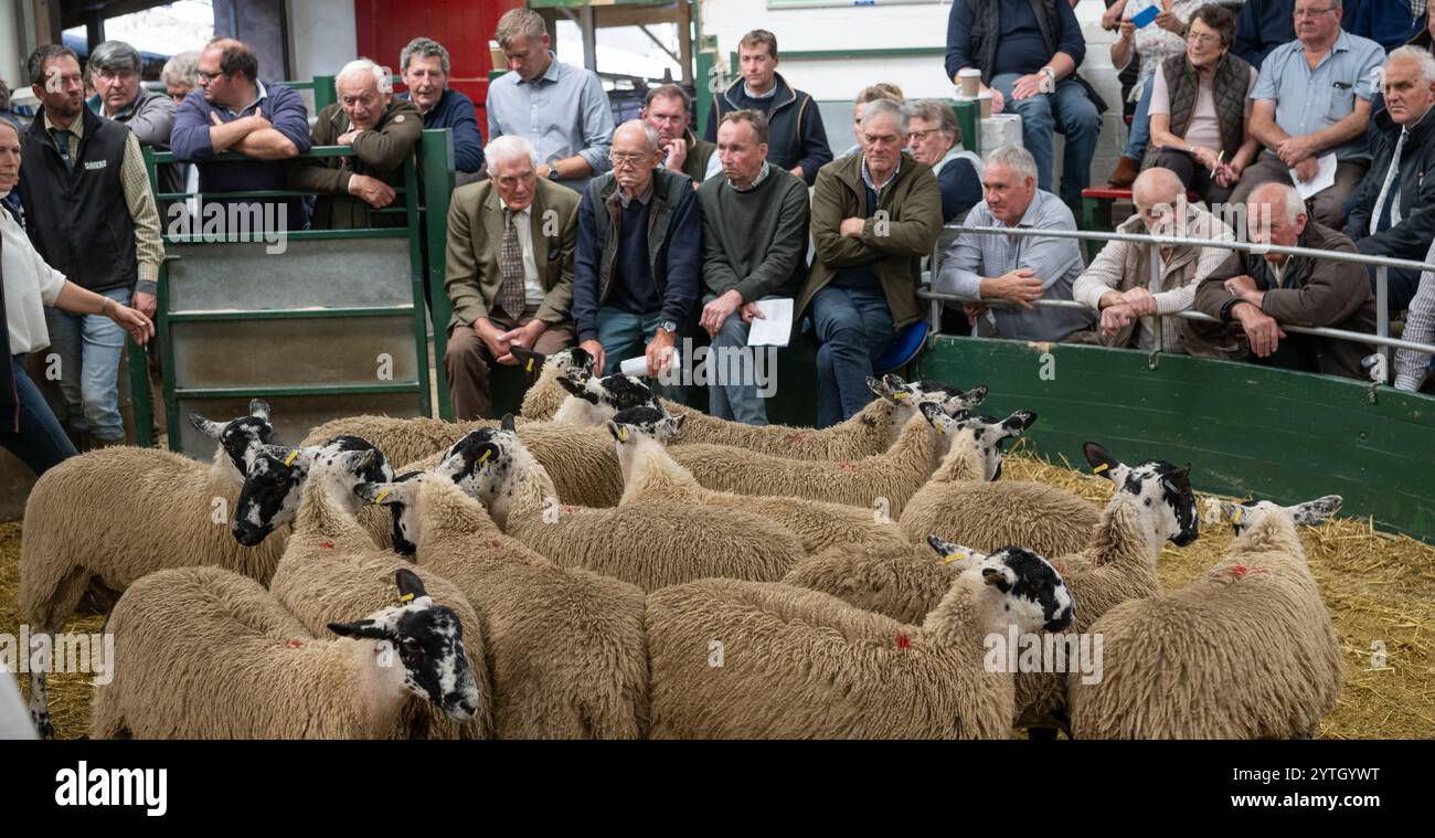 Sale of North of England mule gimmer lambs at Hawes, North Yorkshire ...