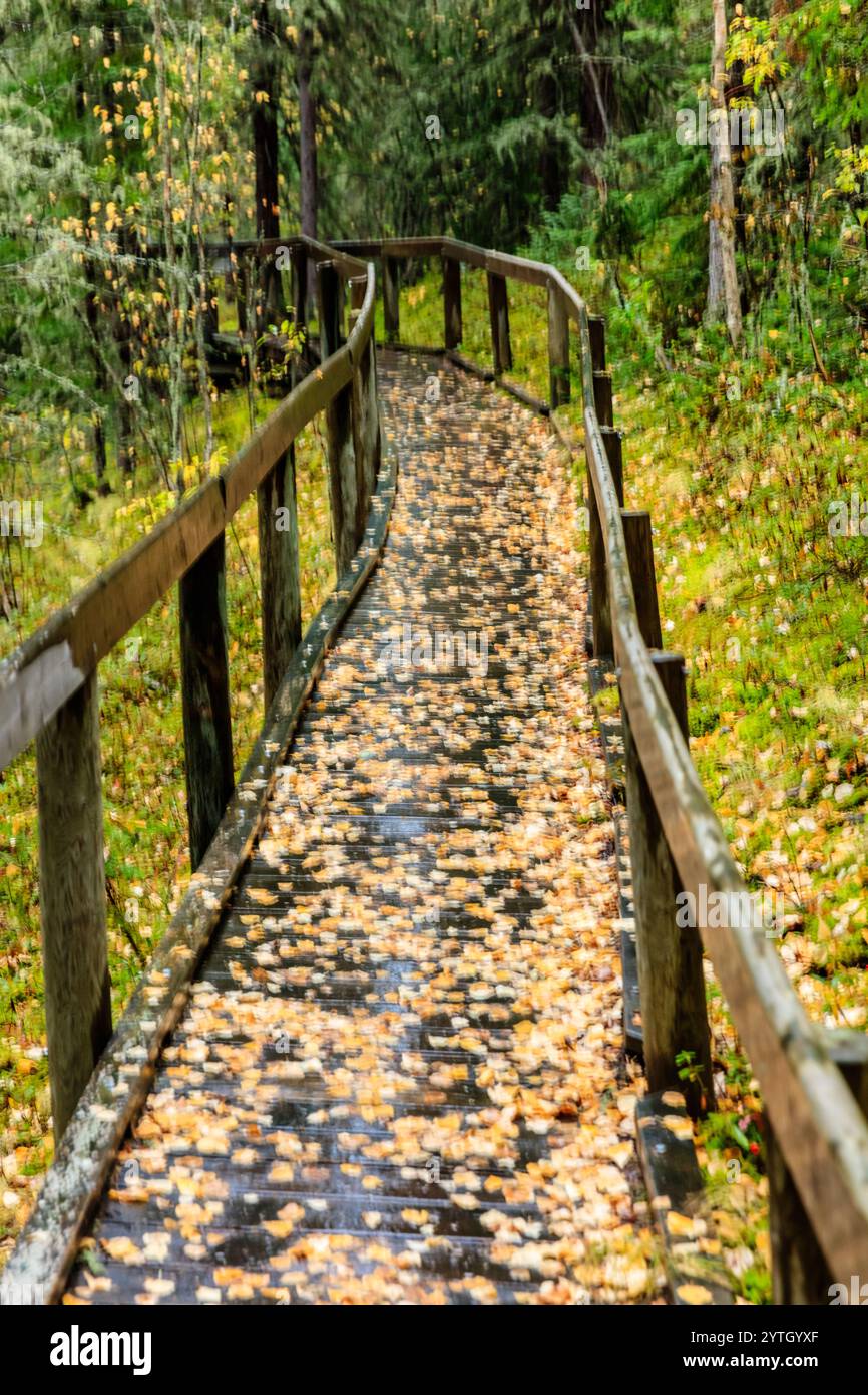 Wet woods walk hi-res stock photography and images - Alamy