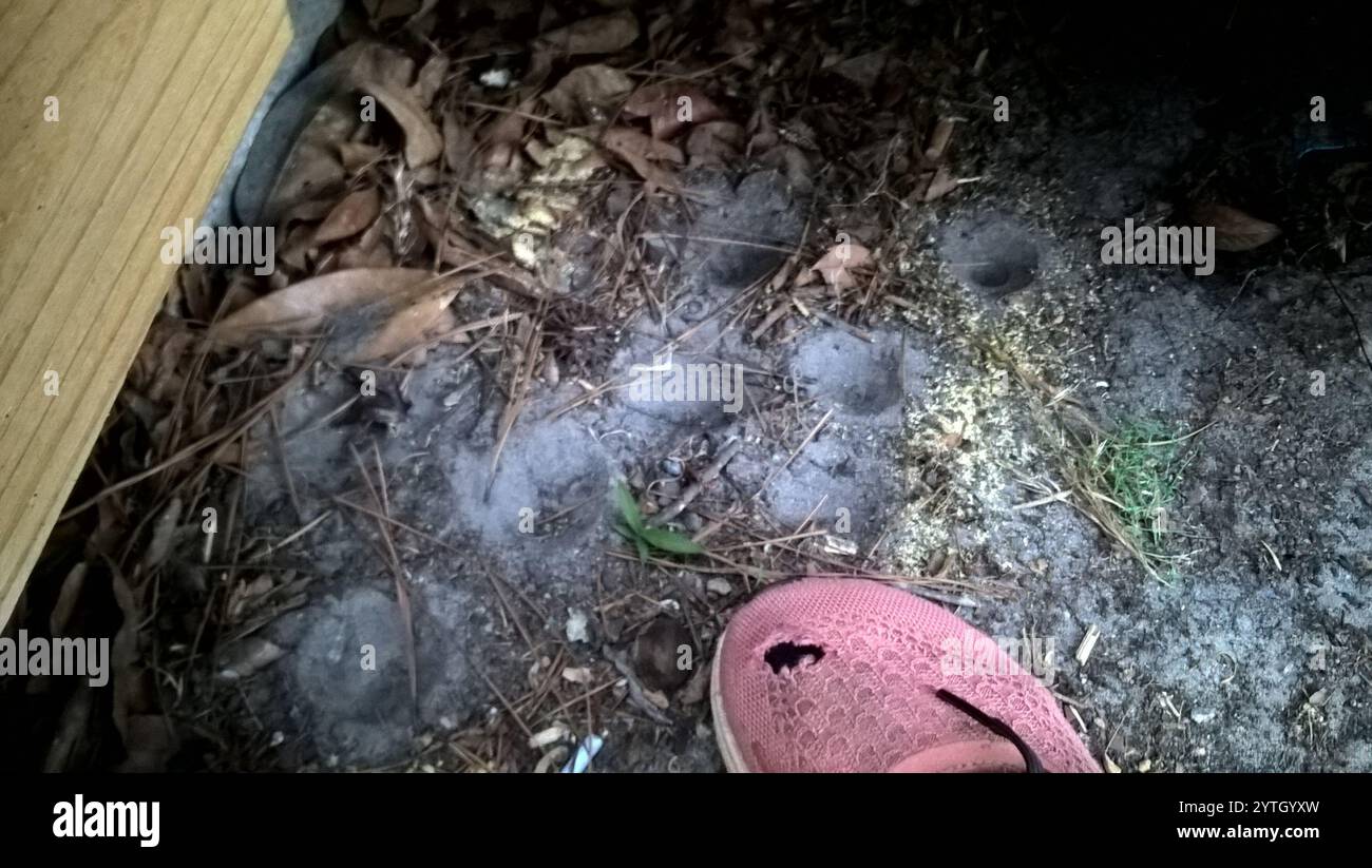 Pit trapping antlions hi-res stock photography and images - Alamy