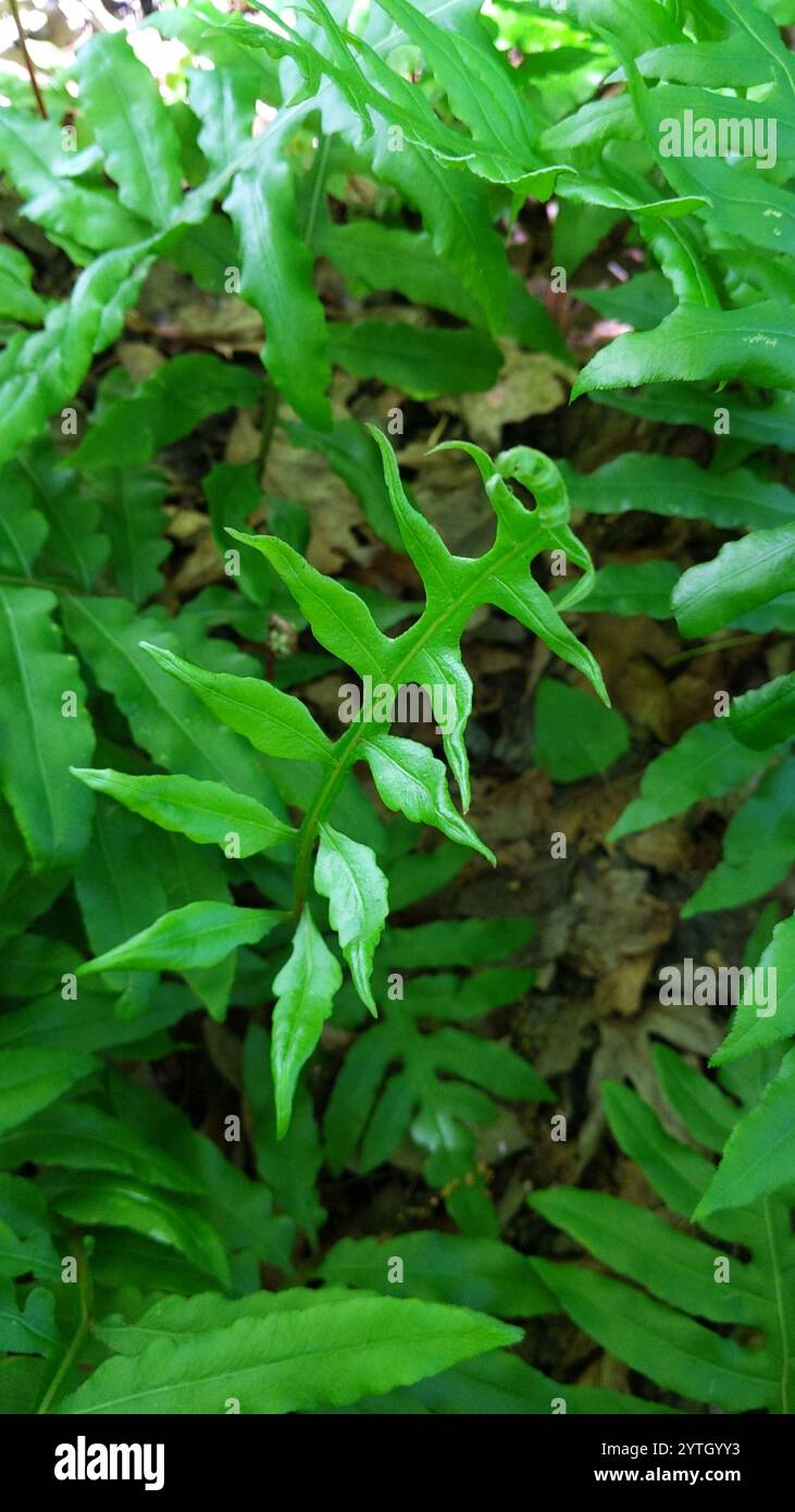 netted chain fern (Woodwardia areolata Stock Photo - Alamy