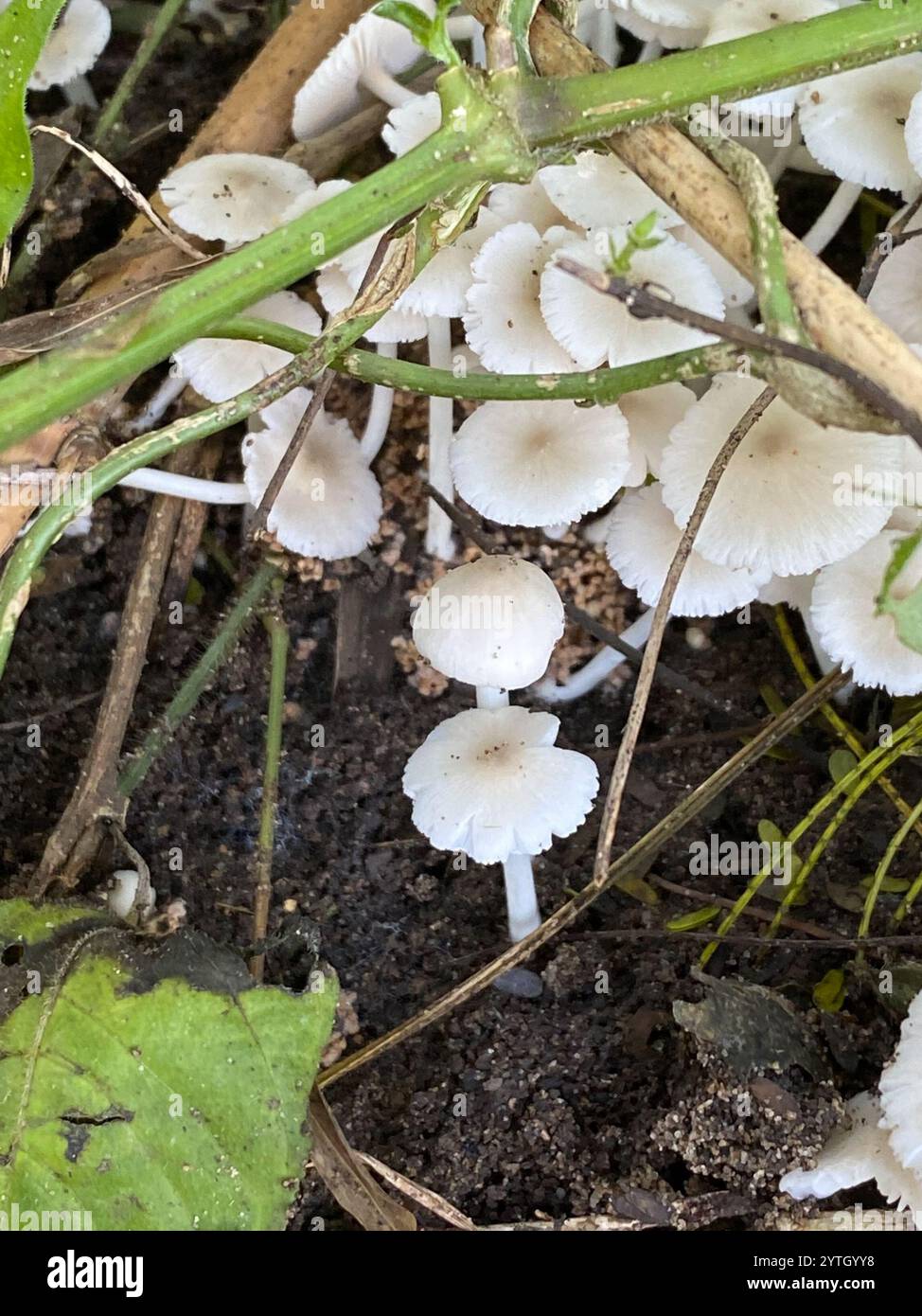Termitomyces microcarpus hi-res stock photography and images - Alamy