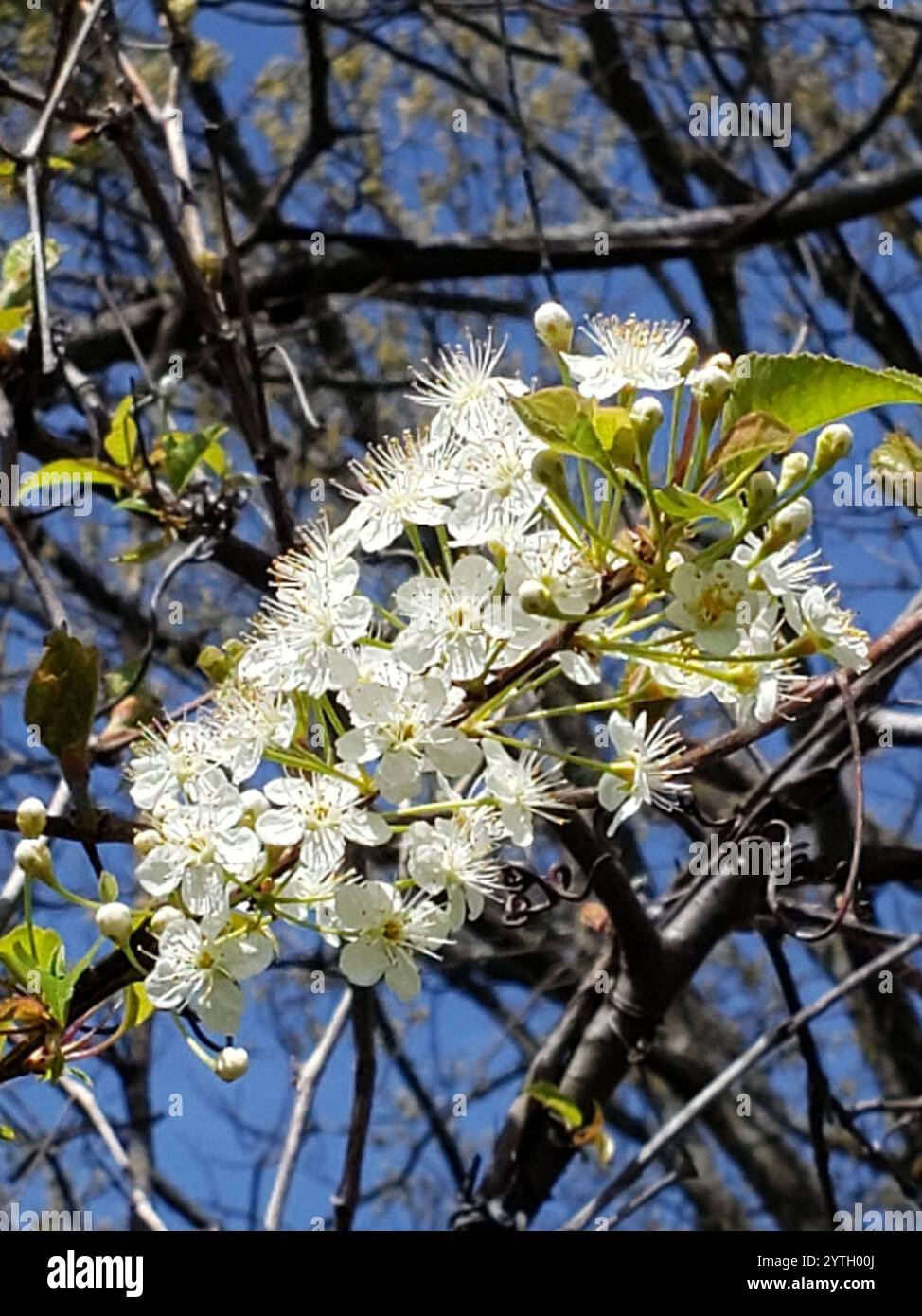 fire cherry (Prunus pensylvanica Stock Photo - Alamy
