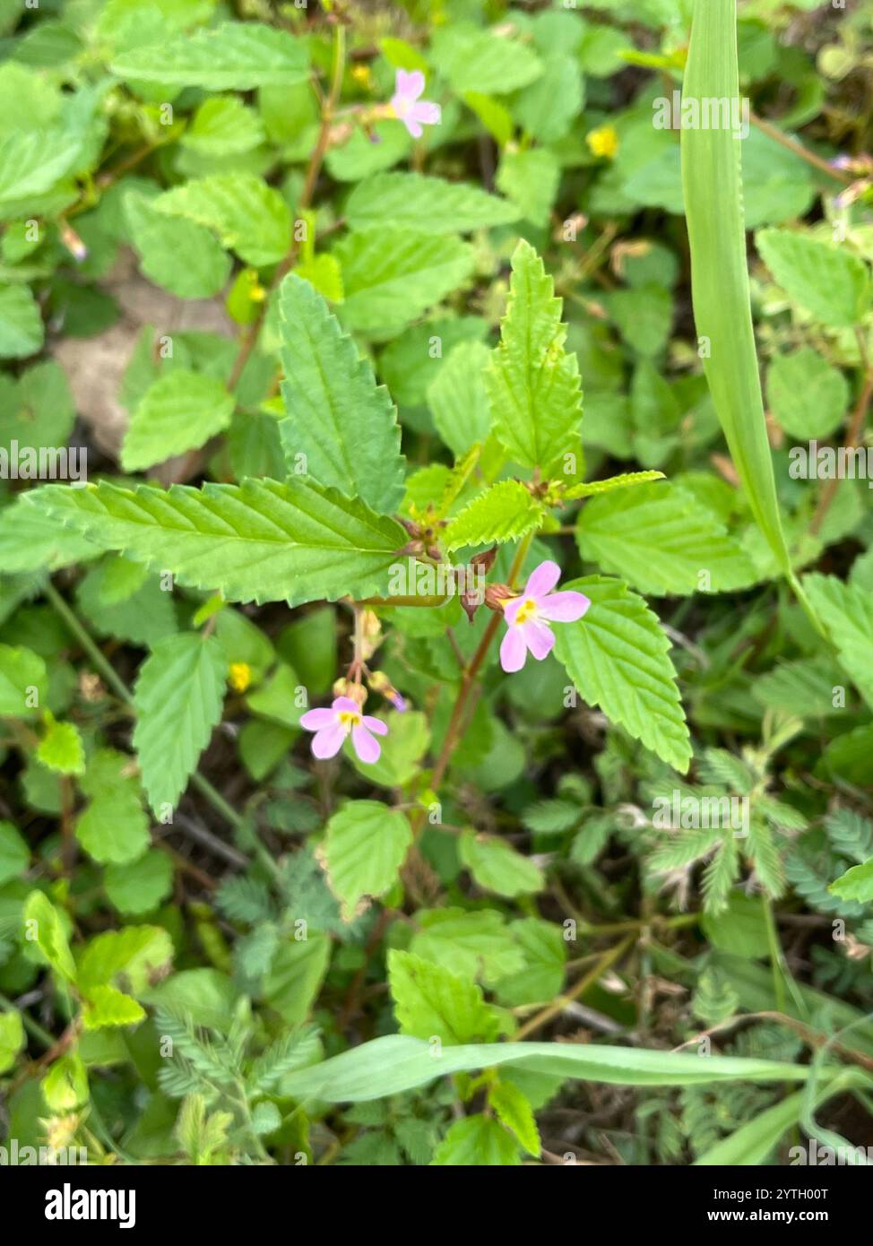 Pyramid Flower (Melochia pyramidata Stock Photo - Alamy