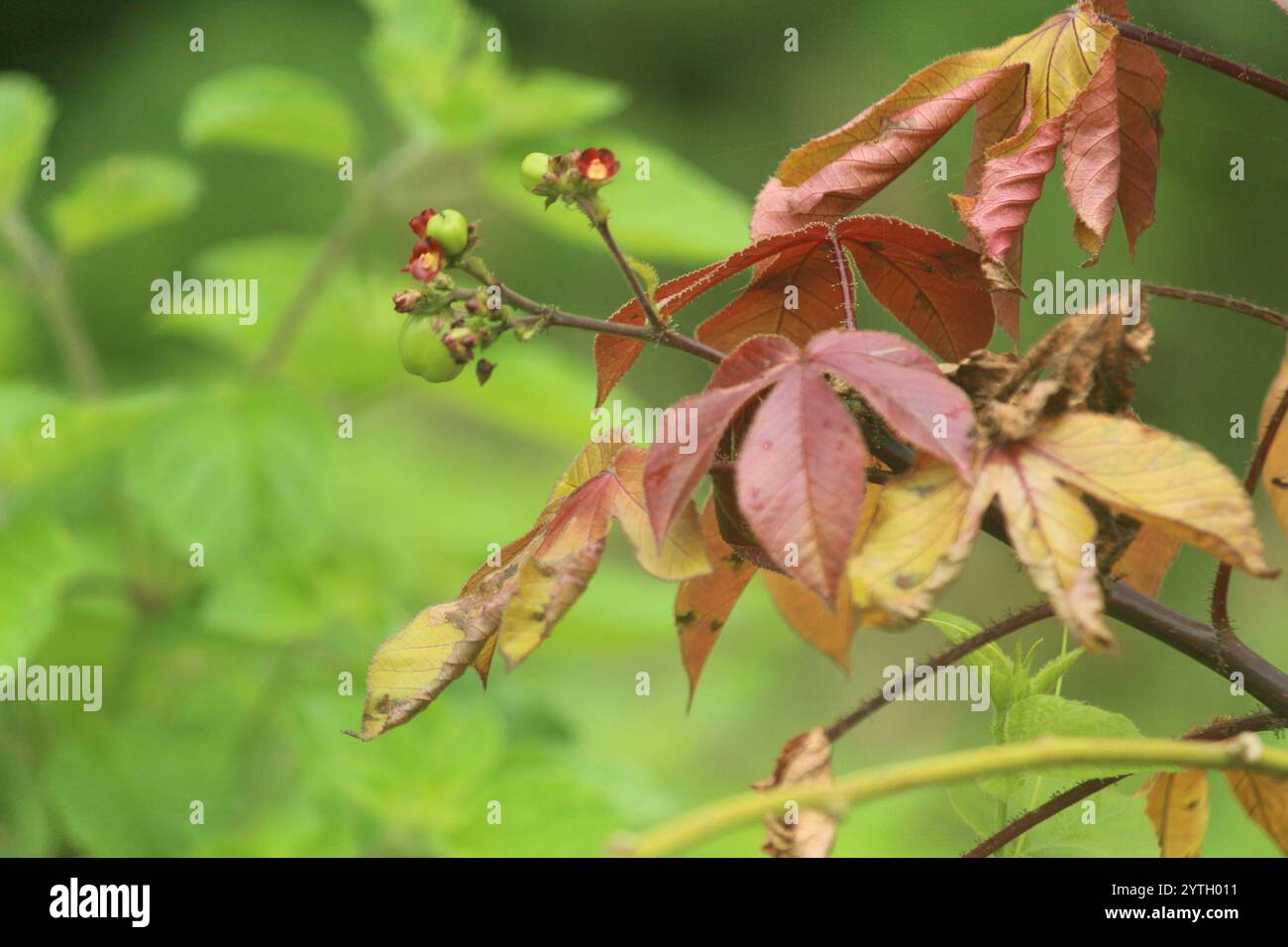 Bellyache bush jatropha gossypiifolia hi-res stock photography and ...