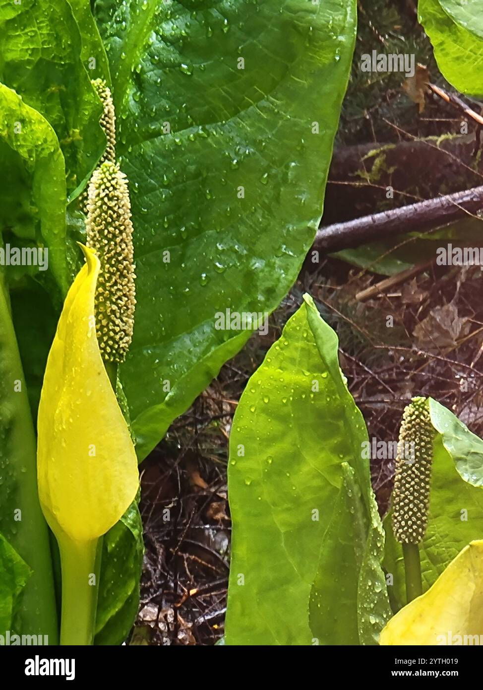 western skunk cabbage (Lysichiton americanus Stock Photo - Alamy