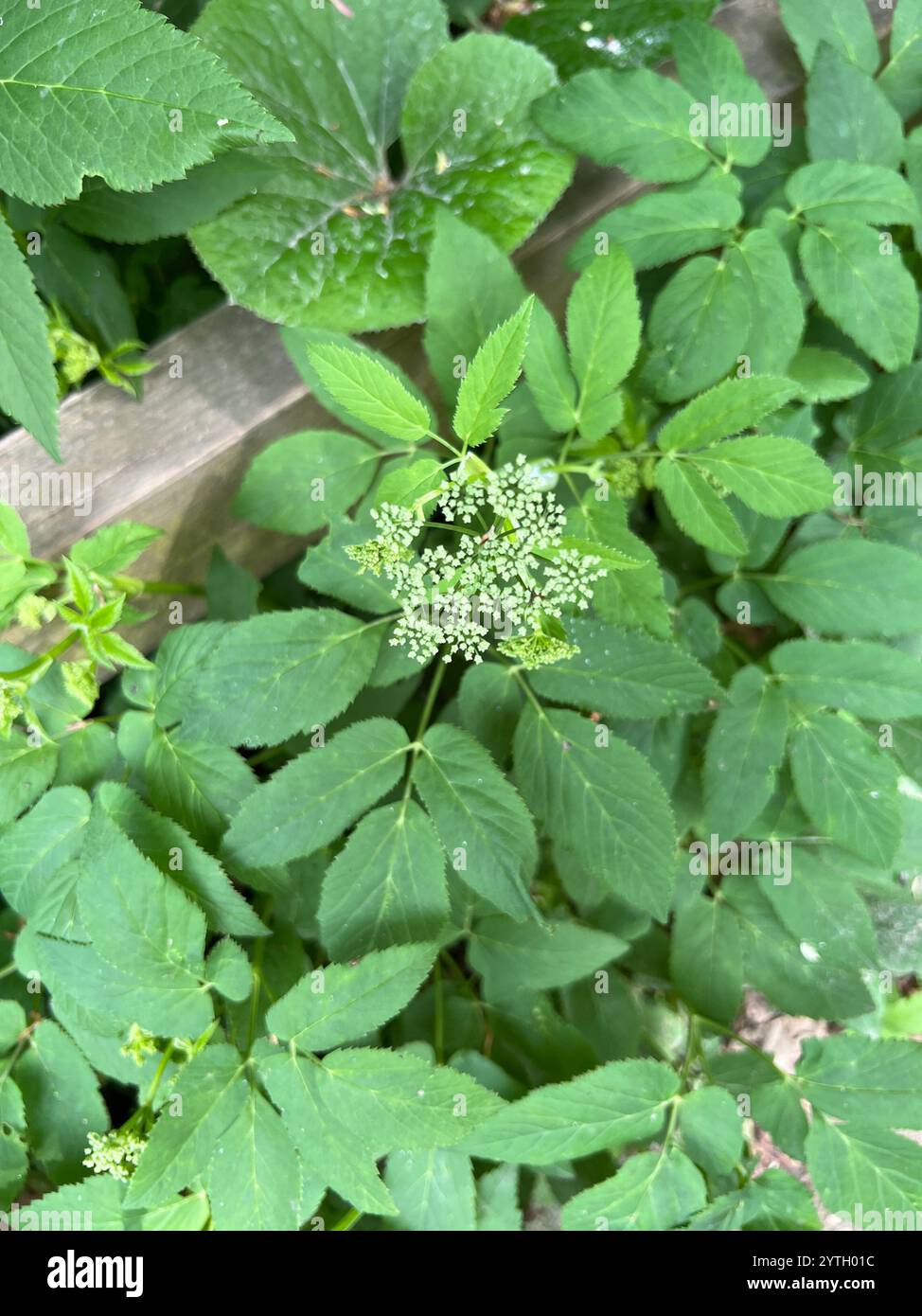 Goutweed (Aegopodium podagraria Stock Photo - Alamy