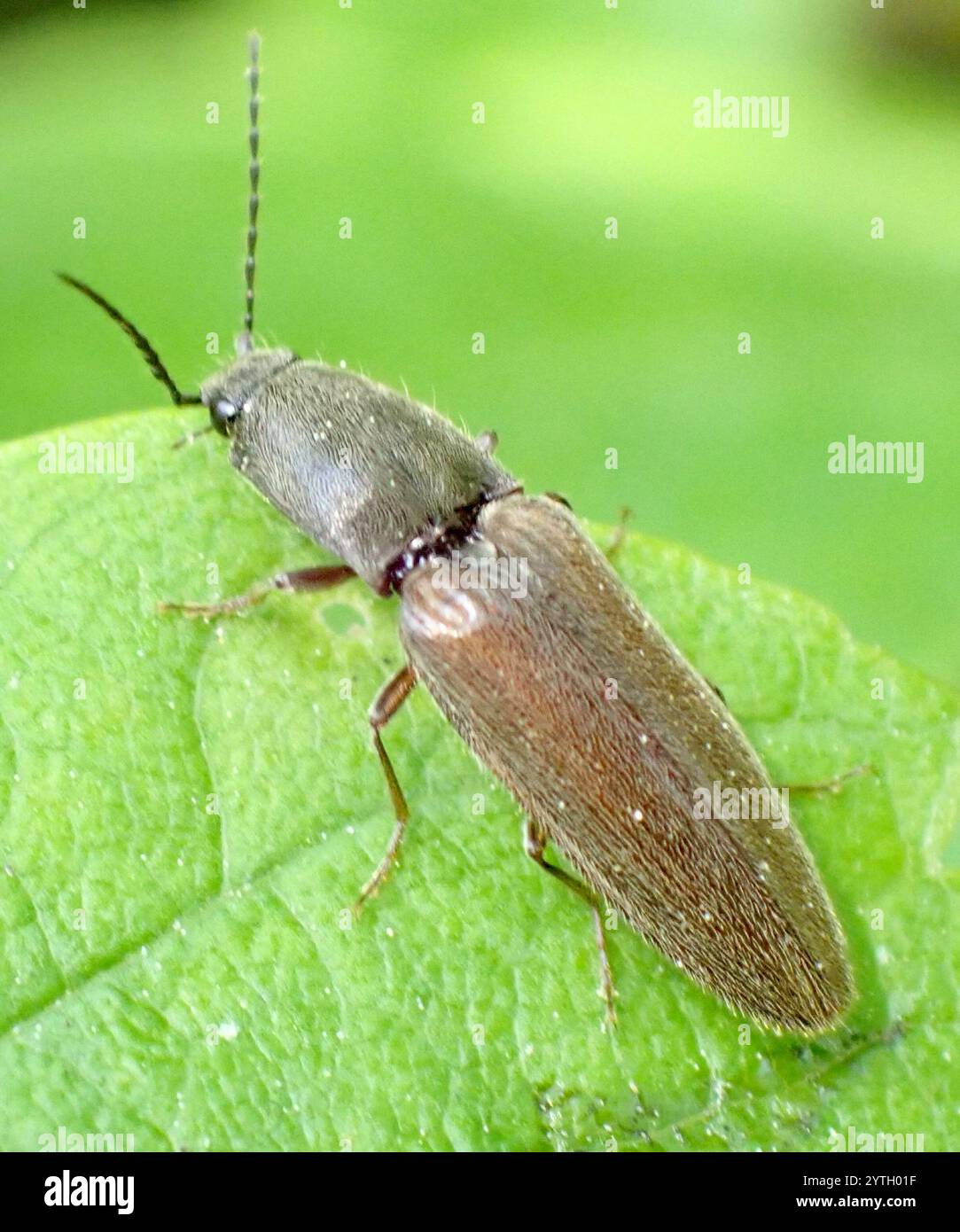 common brown click beetle (Athous haemorrhoidalis Stock Photo - Alamy