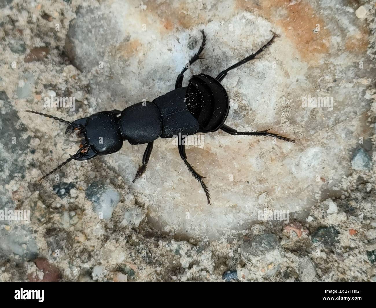 Devil's Coach Horse Beetle (Ocypus olens Stock Photo - Alamy