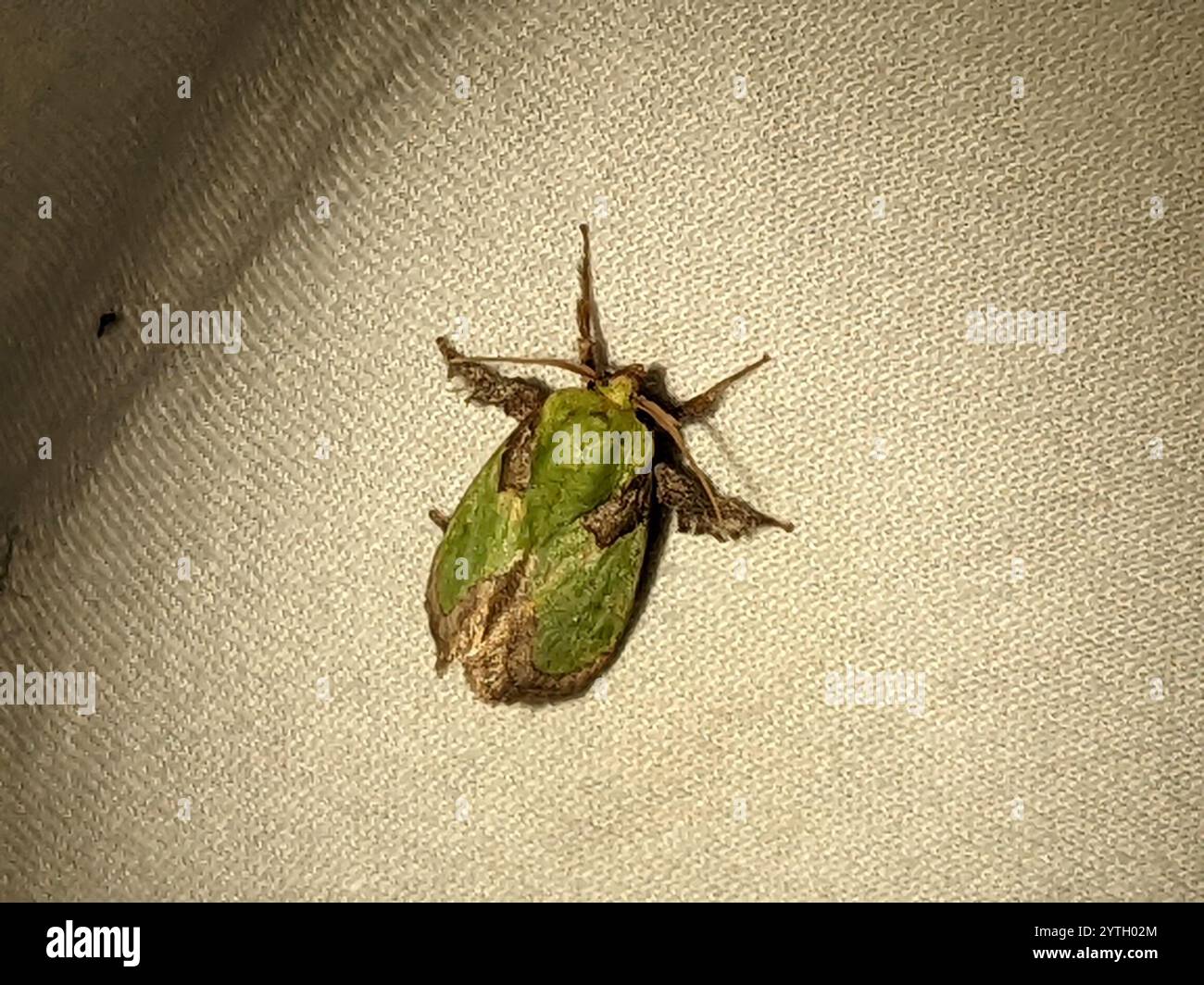 Slug Caterpillar Moths (Limacodidae Stock Photo - Alamy