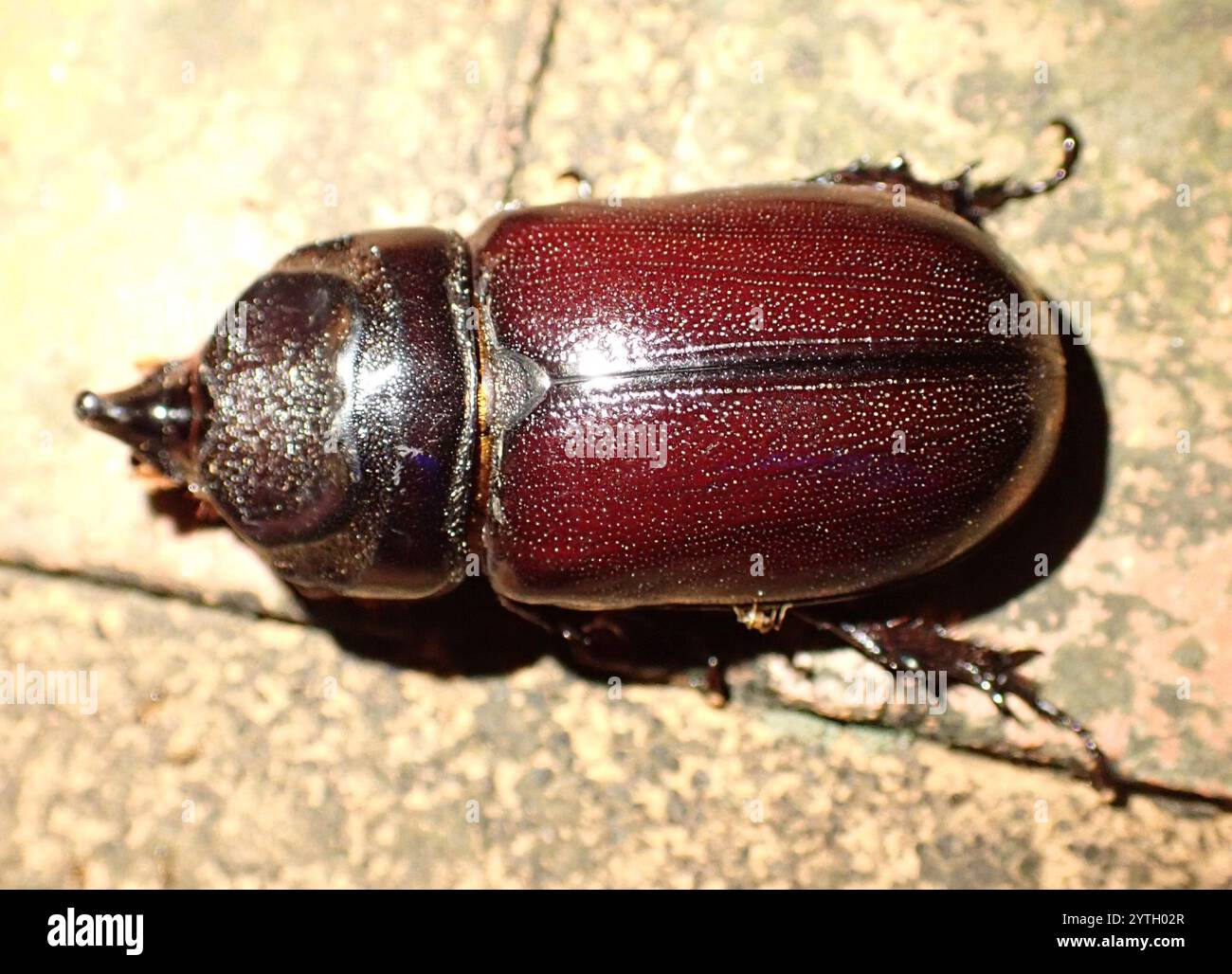 African Rhinoceros Beetle (Oryctes monoceros Stock Photo - Alamy
