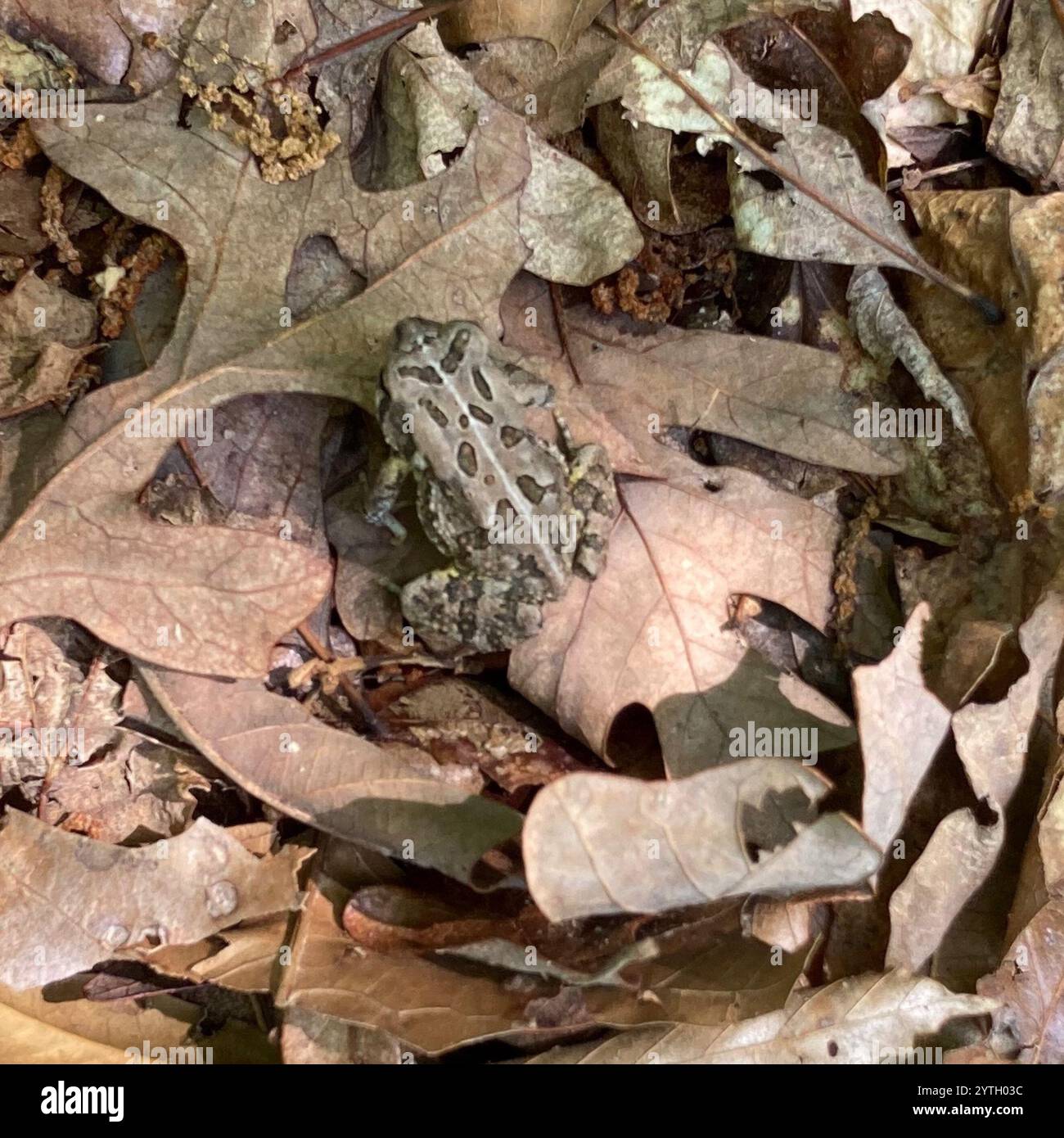 Fowler's Toad (Anaxyrus fowleri Stock Photo - Alamy