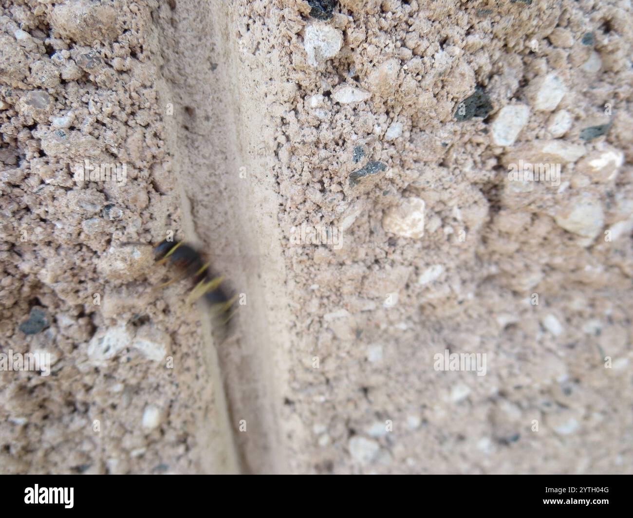 Ants, Bees, and Stinging Wasps (Aculeata Stock Photo - Alamy