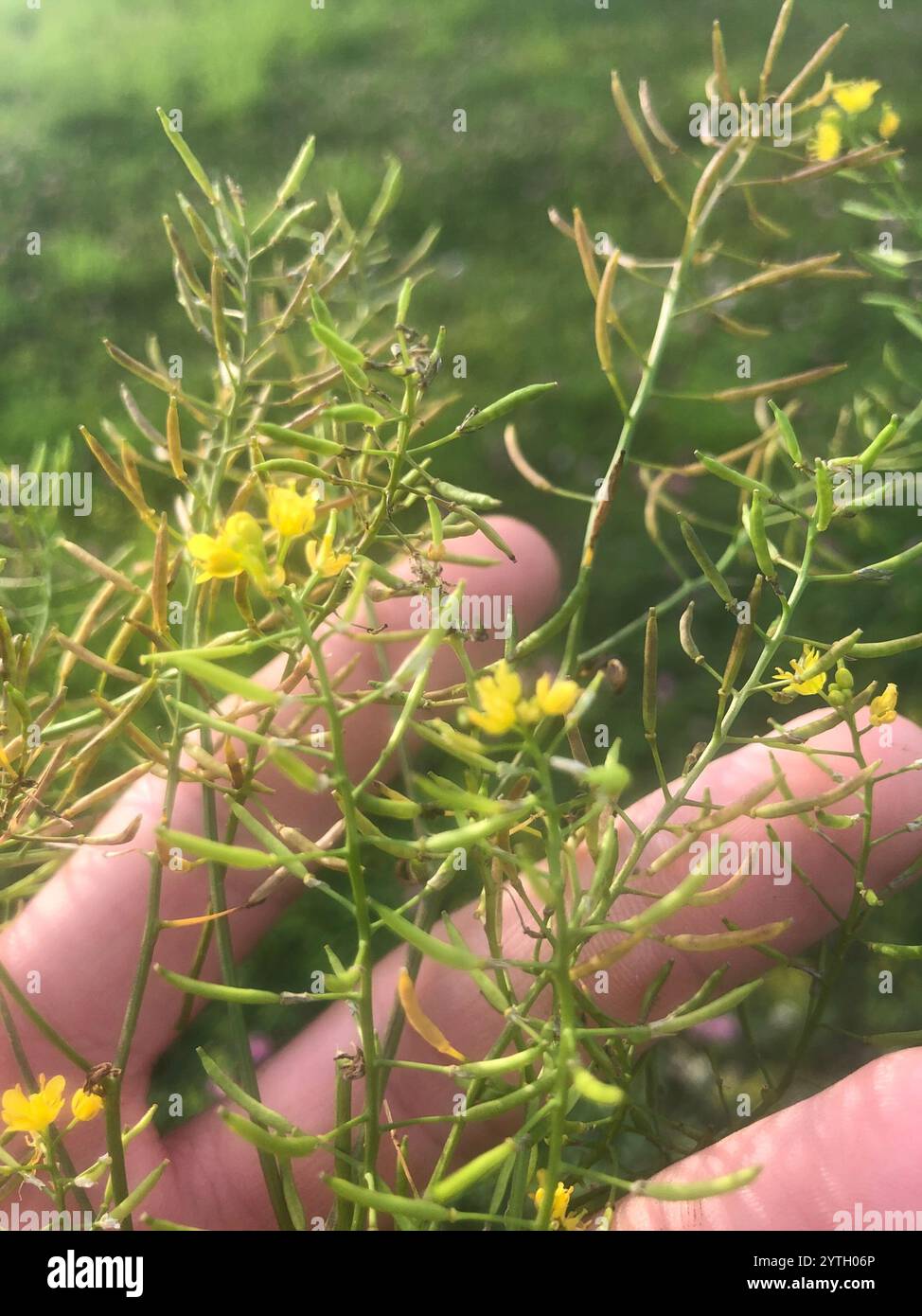 Creeping Yellowcress (Rorippa sylvestris Stock Photo - Alamy