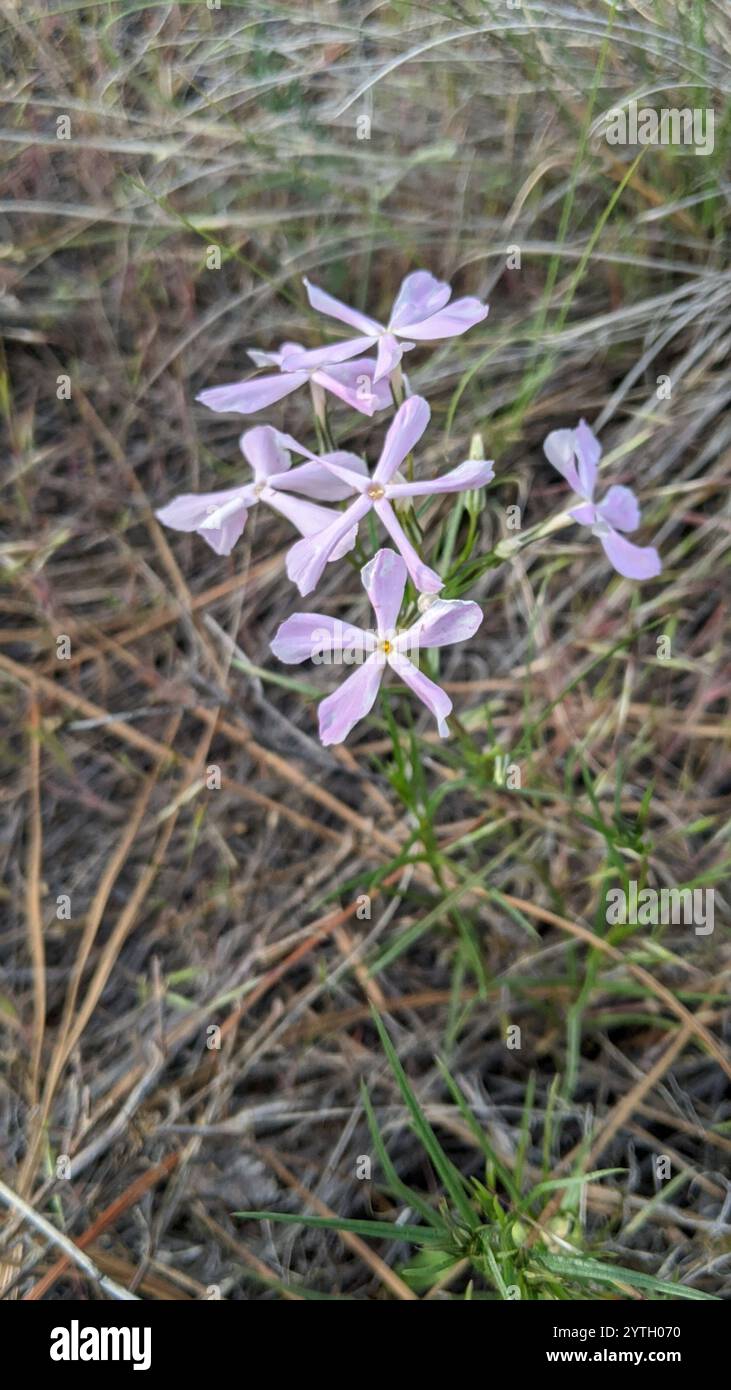 Longleaf Phlox (Phlox longifolia Stock Photo - Alamy