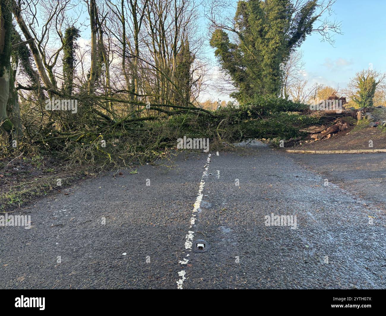 A fallen tree blocks the Seven Mile Straight close to Templepatrick in ...
