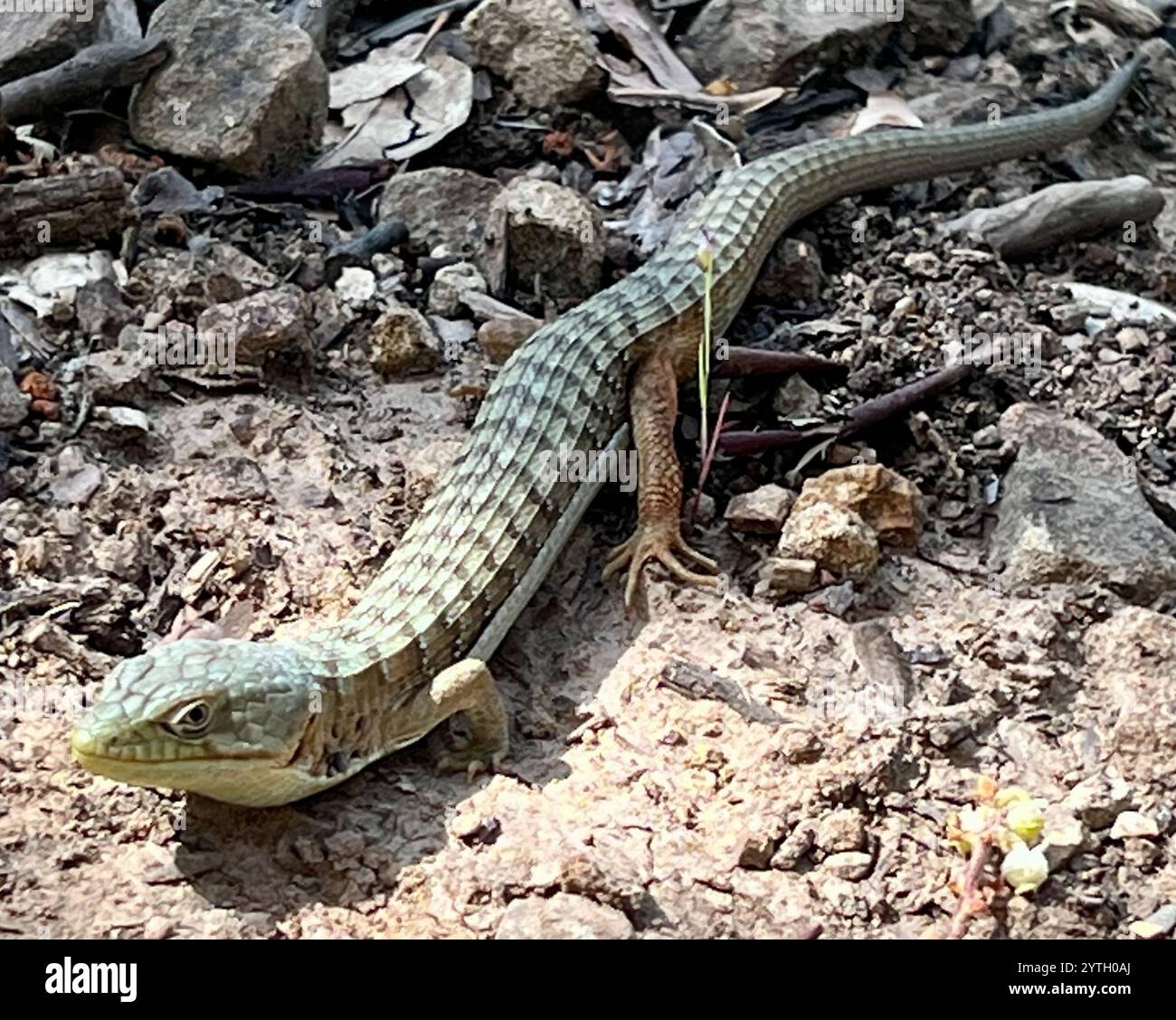 Southern Alligator Lizard (Elgaria multicarinata Stock Photo - Alamy